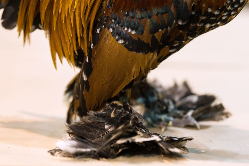 Sonic Hedgehog Gene Determines Whether Bird Has Scales or Feather