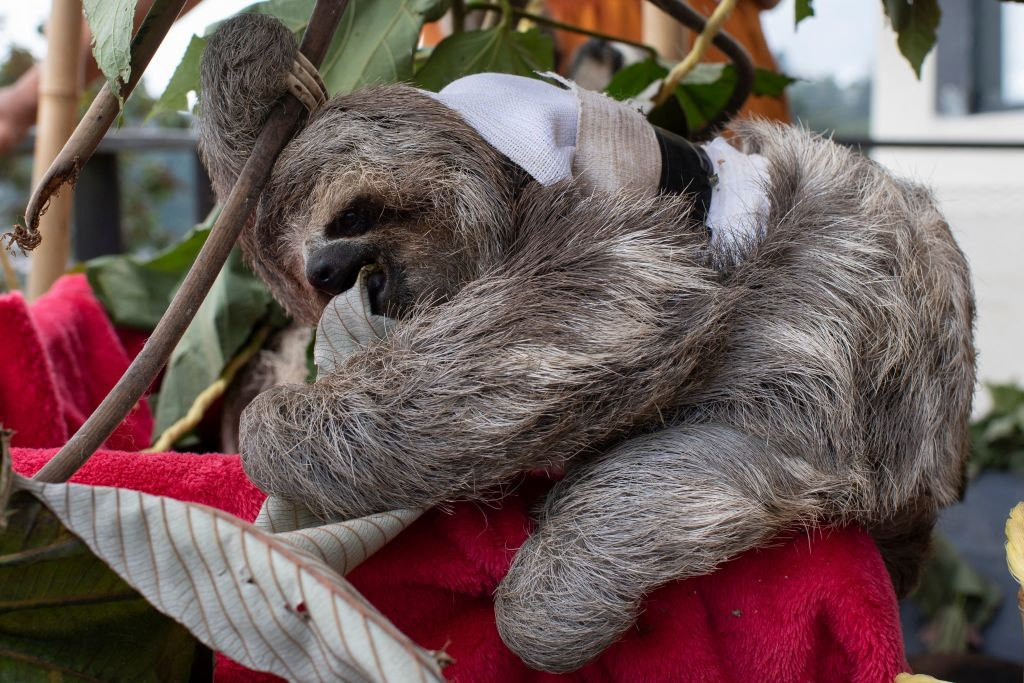 Sloths Are Not Lazy: Research Sheds Light on Their Activity and ...