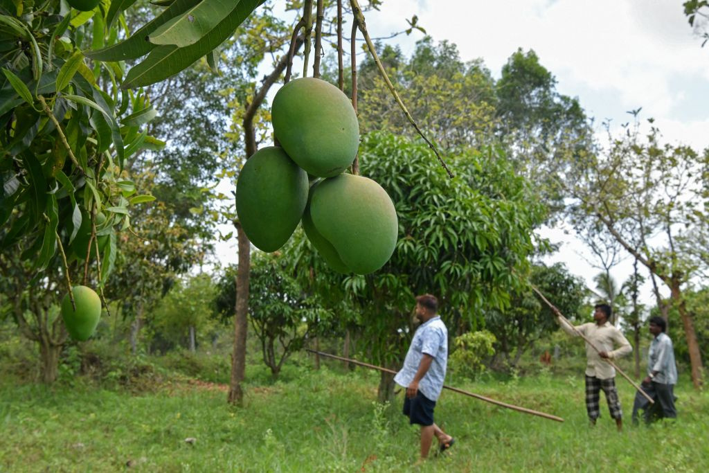 Boosting Vietnam's Mango Yield: Using Balanced Nutrition Using ...