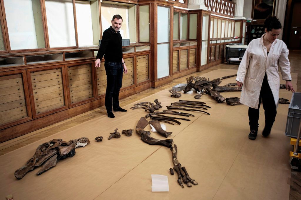 Chilean Fossil Reveals a New Duck-Billed Dinosaur Species, Study Shows