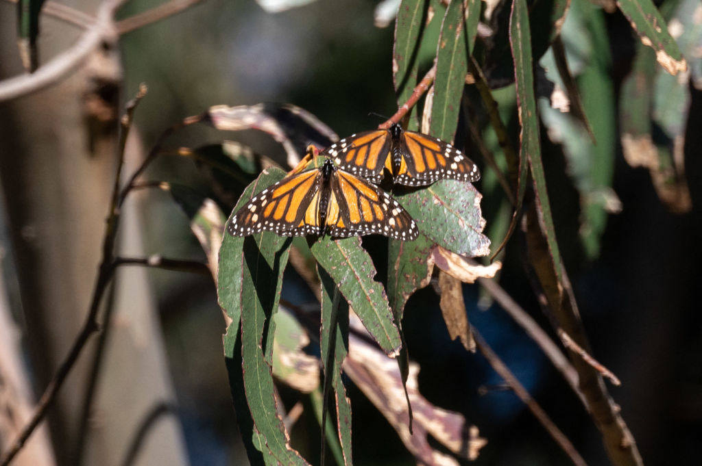 Monarch Butterflies Fly Farther With White Spots: A New Study Reveals ...