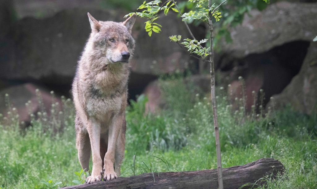 Wolves Can Recognize Human Voices Like Dogs: Study Shows How Wolves ...