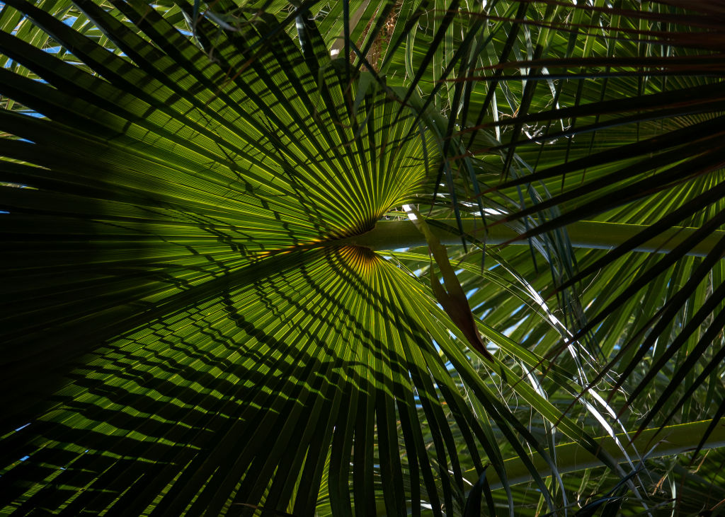 Rare Palm Species Discovered on a Remote Indonesian Island