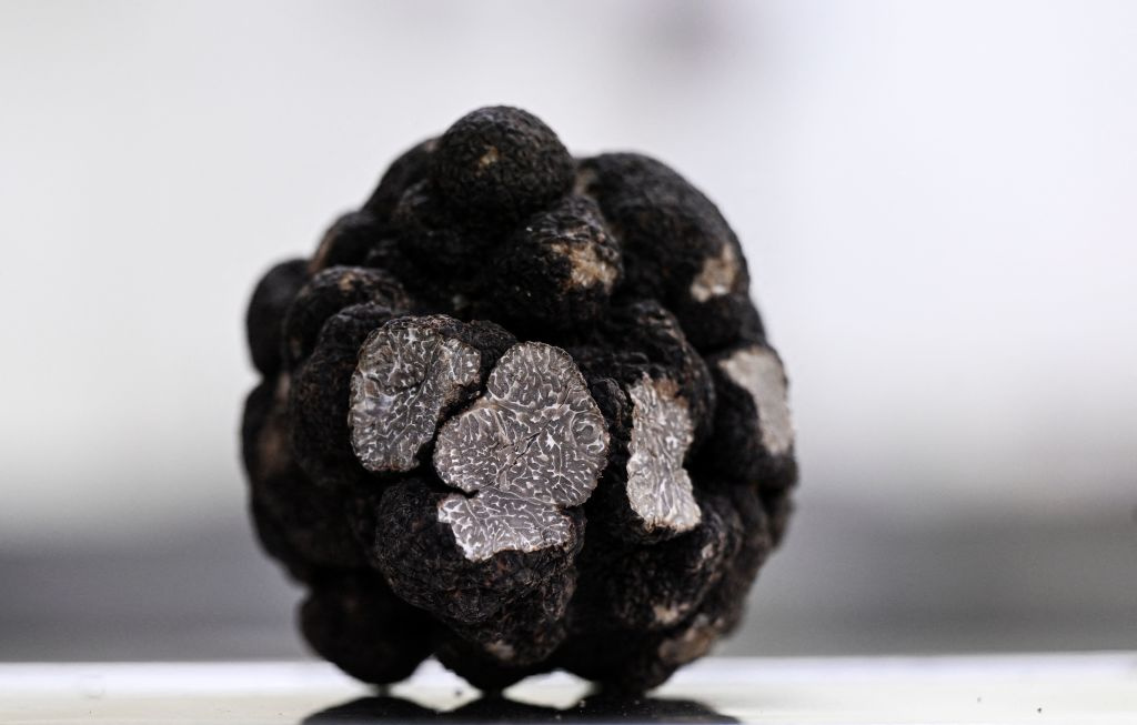 Black Truffles: A Lucrative Crop for Eastern Us Growers