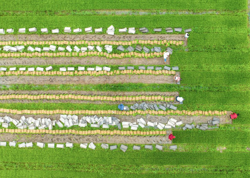 Large-Scale Agriculture Threatens Largest South American Wetland: Study ...