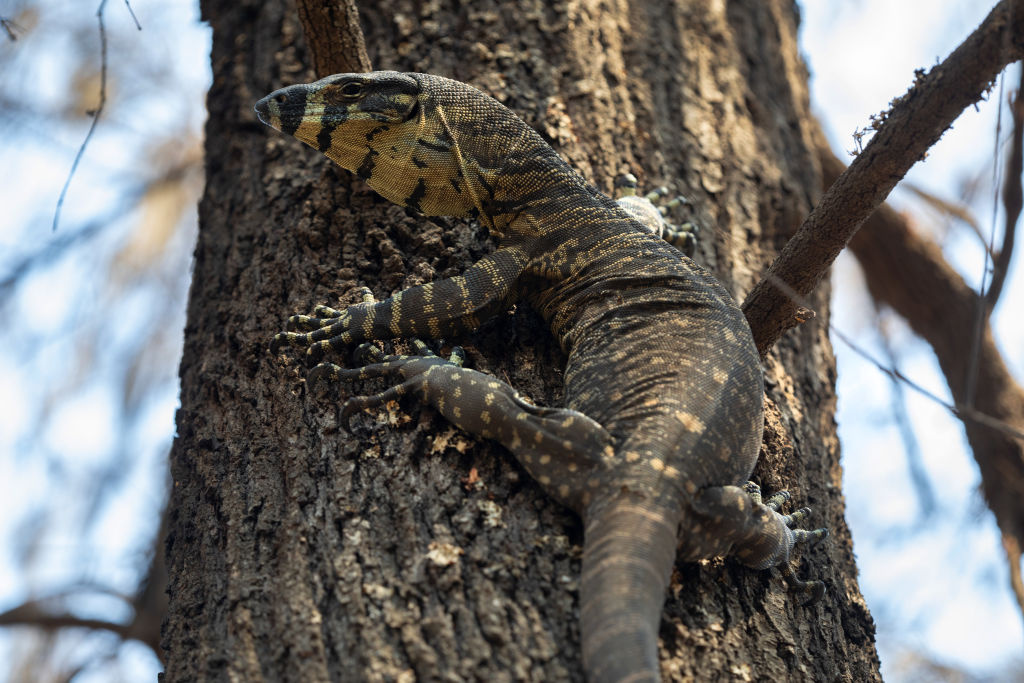 Lazarus Lizard: Australian Lizard Came Back from the Dead