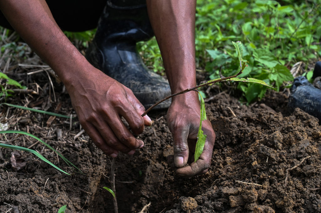 Nestle’s Green Initiative: Planting Trees and Supporting Cocoa ...