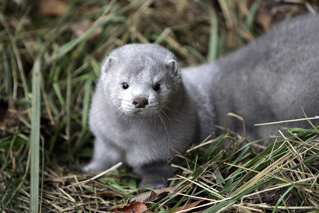 Minks Regrow Their Brains, Recover from Brain-Eating Infection ...