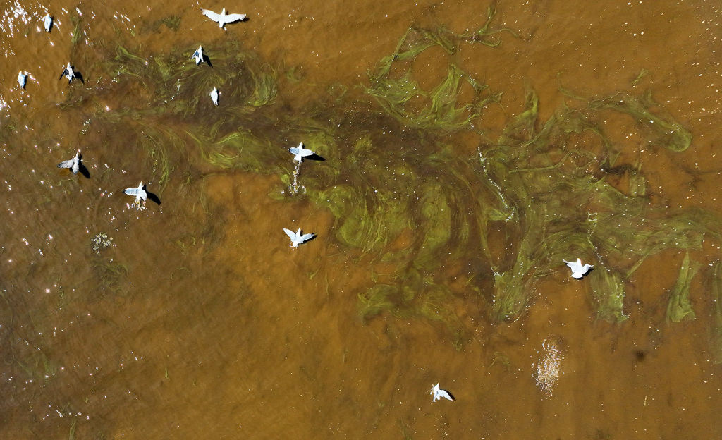 Blue-Green Algae Blooms Are Influenced by Temperature: New Findings