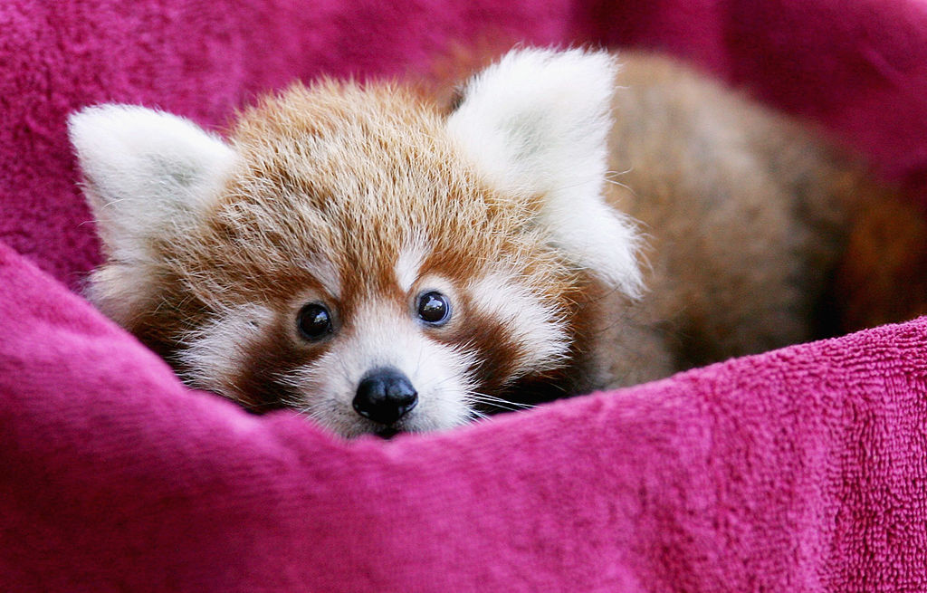 First Endangered Red Panda Cub Born in San Diego Zoo in 20 Years Enters ...