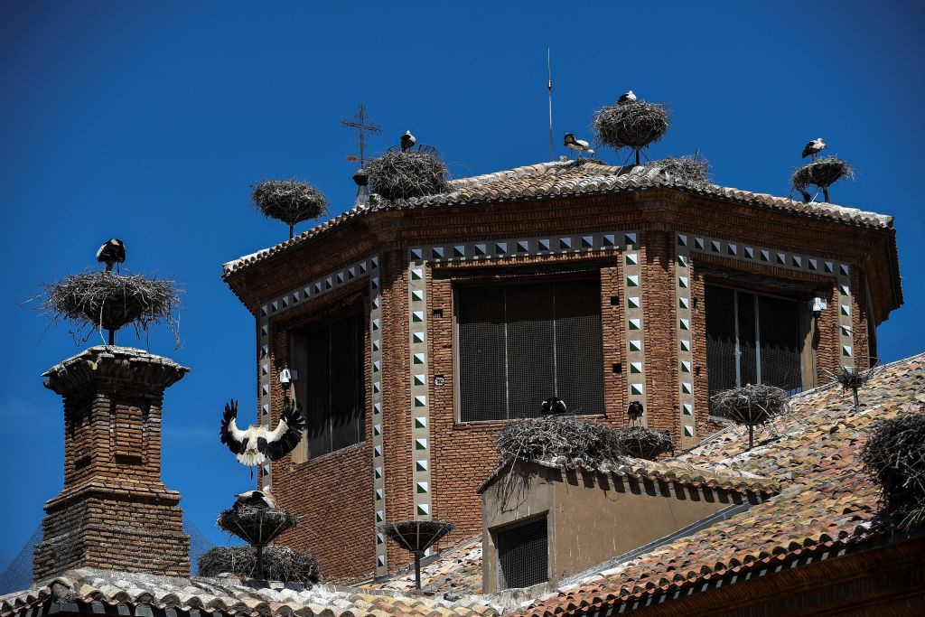 Birds Turn the Tables on Humans by Using Anti-Bird Spikes in Nests