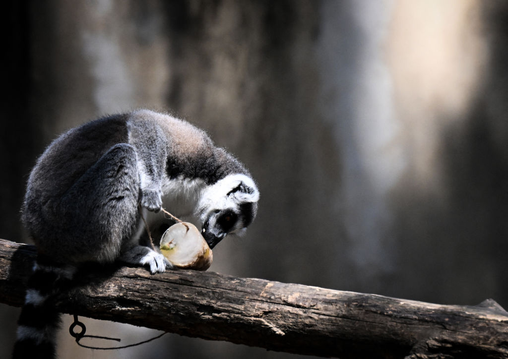 Animals in Captivity: Is It Ethical to Keep Captive Animals in Zoos and ...