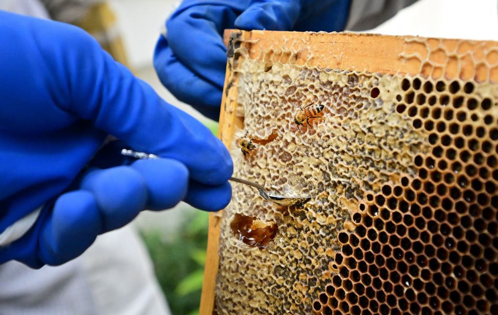 Bees and Wasps Use Simple Rules To Create Complex Nests, Study Finds