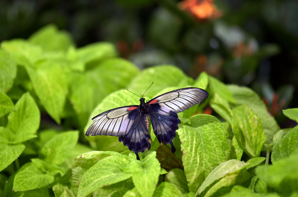 UK Wildlife Lovers Urged To Join the Big Butterfly Count and Spot 19 ...