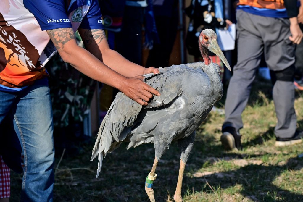 New Zealand’s Bird of the Year 2023: Extinct Birds Join the Competition ...