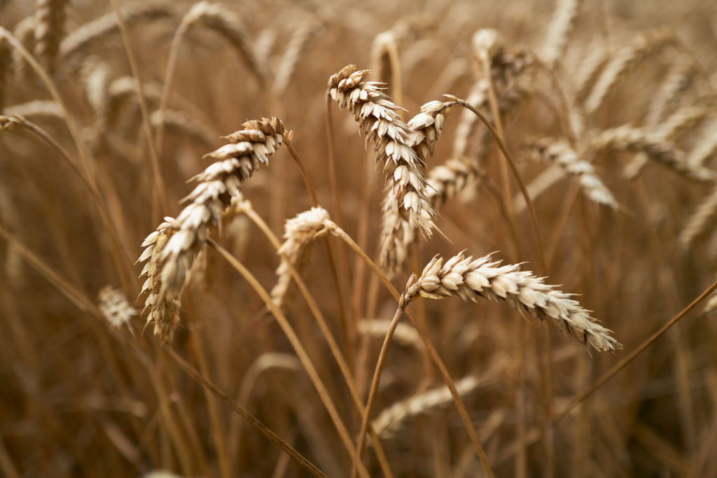 Einkorn: A Window into the Evolution and Diversity of Wheat Species