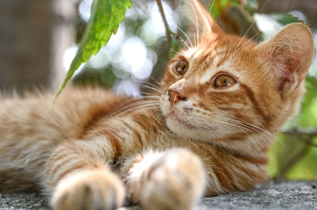 Cyprus Cats Offered New Hope in the Battle Against COVID-19