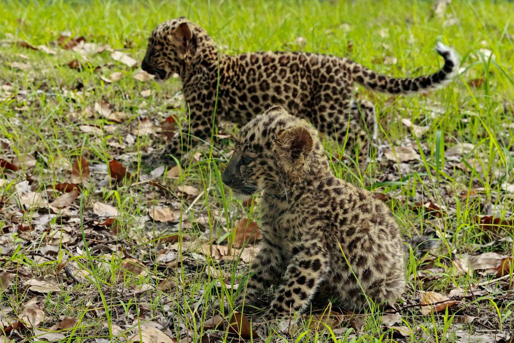 How Humans Exploit Animals: A Study Reveals That We Affect 14,663 ...