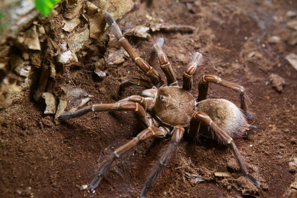 Unique, Unknown Persian Gold Tarantula Discovered in Northwestern Iran
