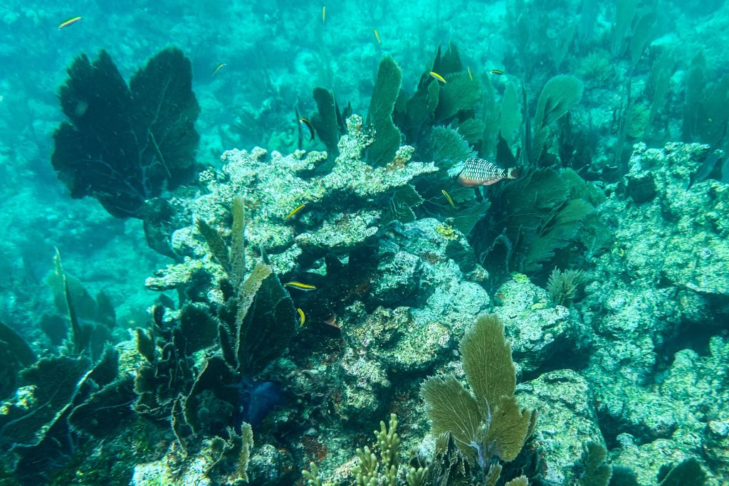 Automated Aquaculture and Coral Reef Conservation: New Technology ...
