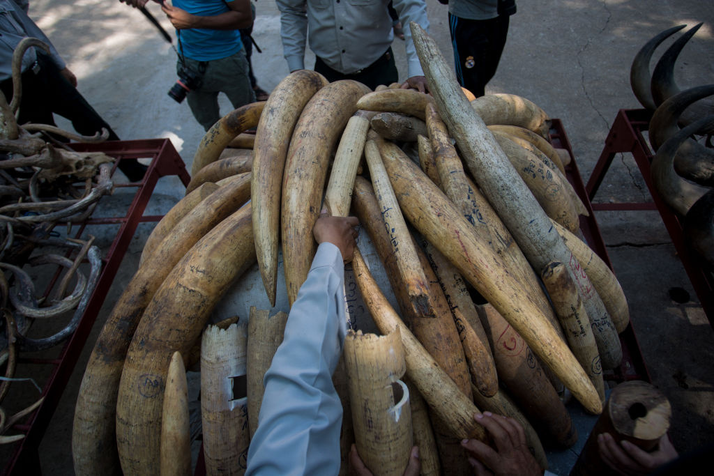 Elephant Teeth Tell a Story of Survival and Adaptation in a Changing World