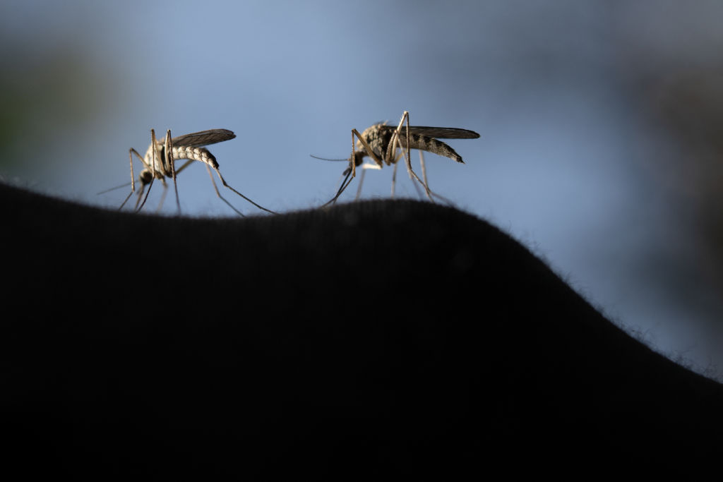 Dengue, Zika, and Chikungunya: The Triple Threat of Co-Infections by ...