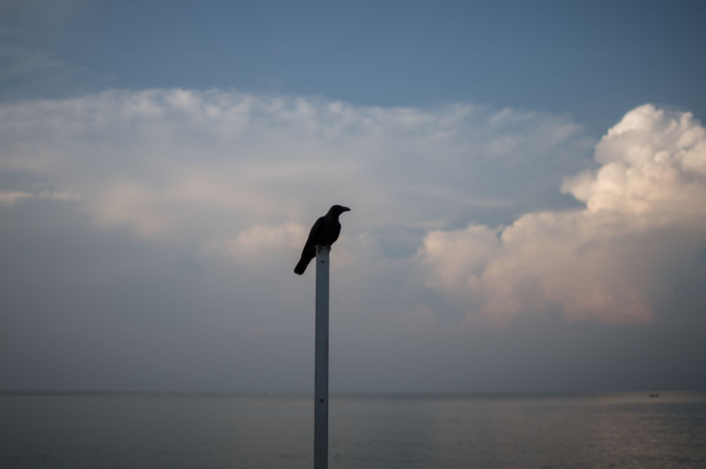 Fossils of Ravens Reveal the Relationship Between Early Humans and ...