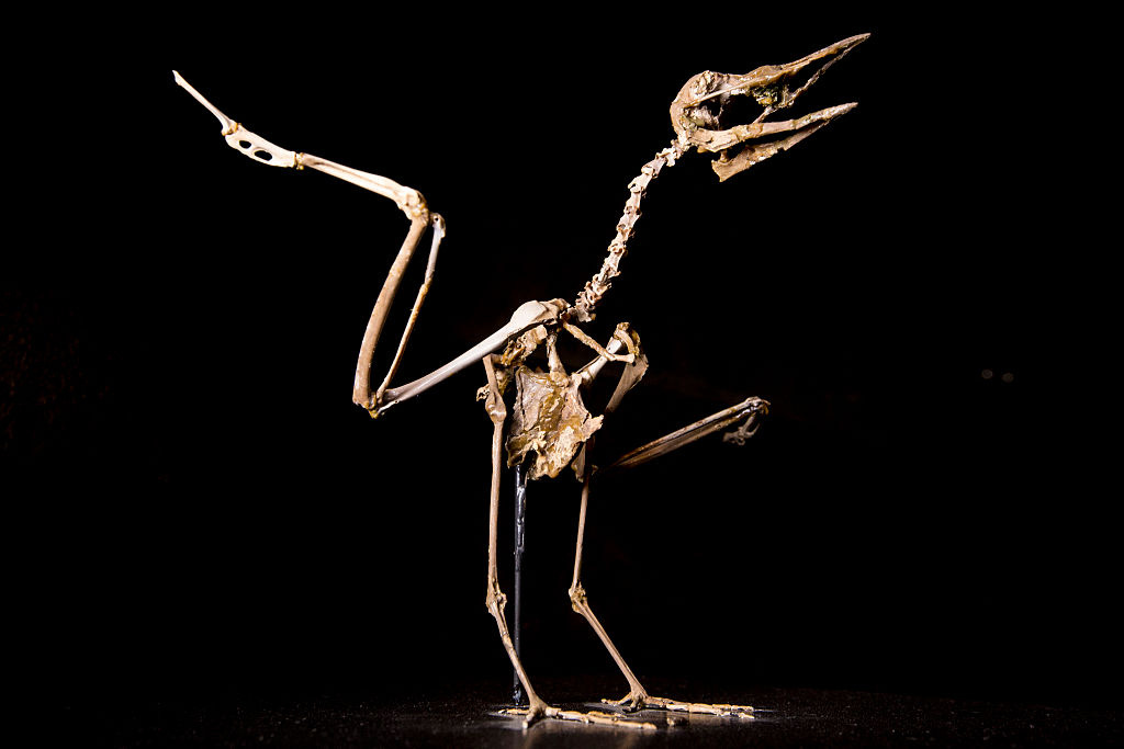 New Fossil Discovery Sheds Light on the Evolution of Birds From Dinosaurs