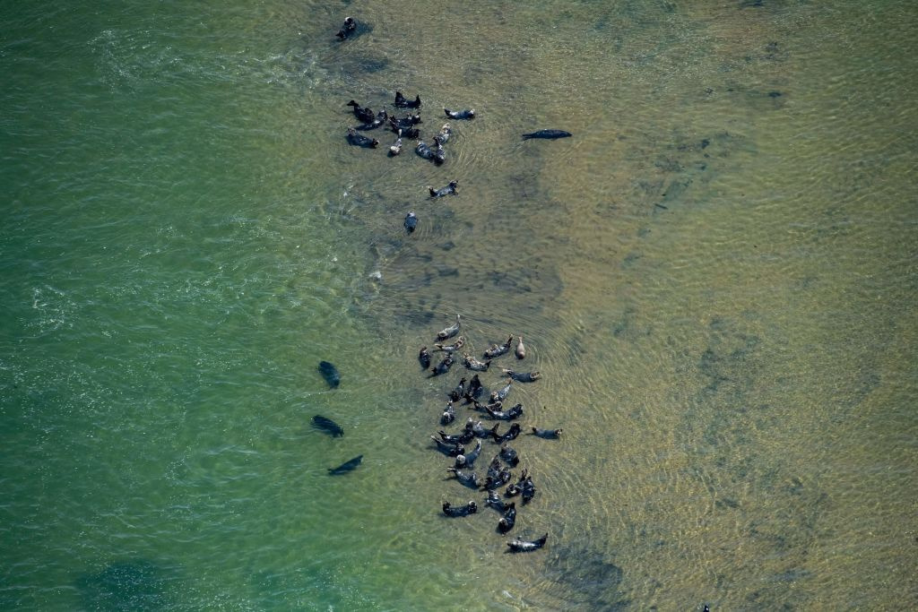 Effects of Marine Heatwaves Due to Climate Change to Marine Ocean Predators