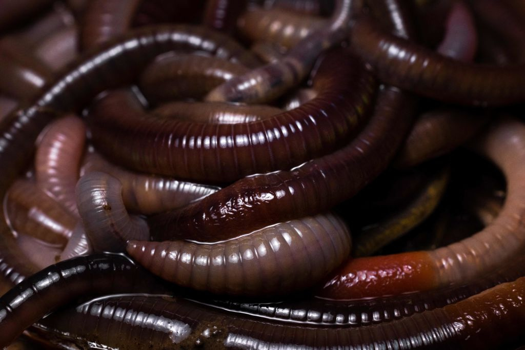 Invasive Earthworms Change the Diversity and Functioning of Soil ...