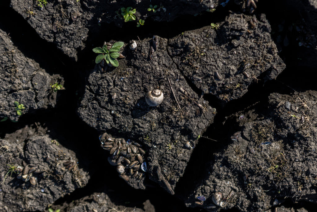 Benefits of Periwinkle Farming: Study Explores Feasibility ...