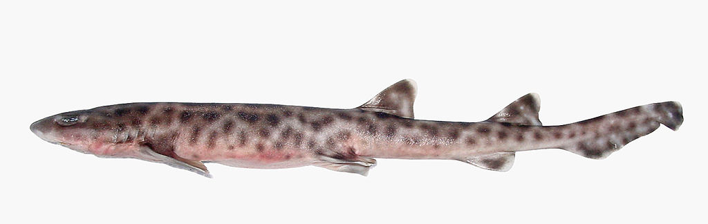 Banded Sand Catsharks: A Hidden Diversity of Deep-Sea Sharks Revealed ...