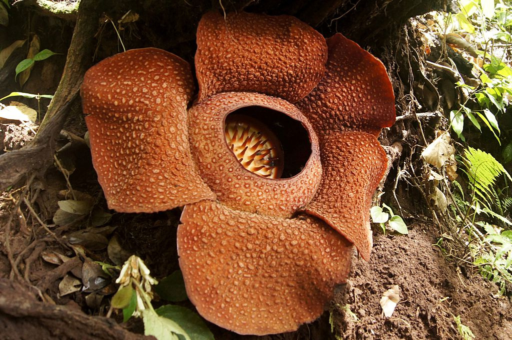 Rafflesia at Risk: Scientists Call for Action To Conserve the Iconic ...