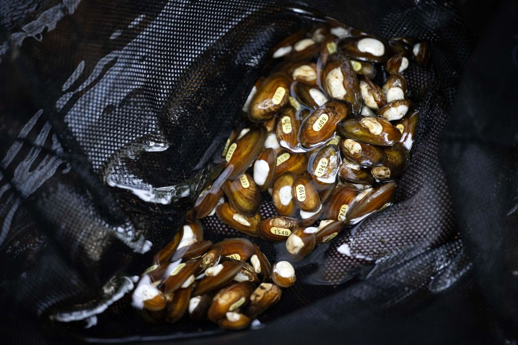 Mussels Demonstrate Remarkable Resilience to Marine Heat Waves, New ...