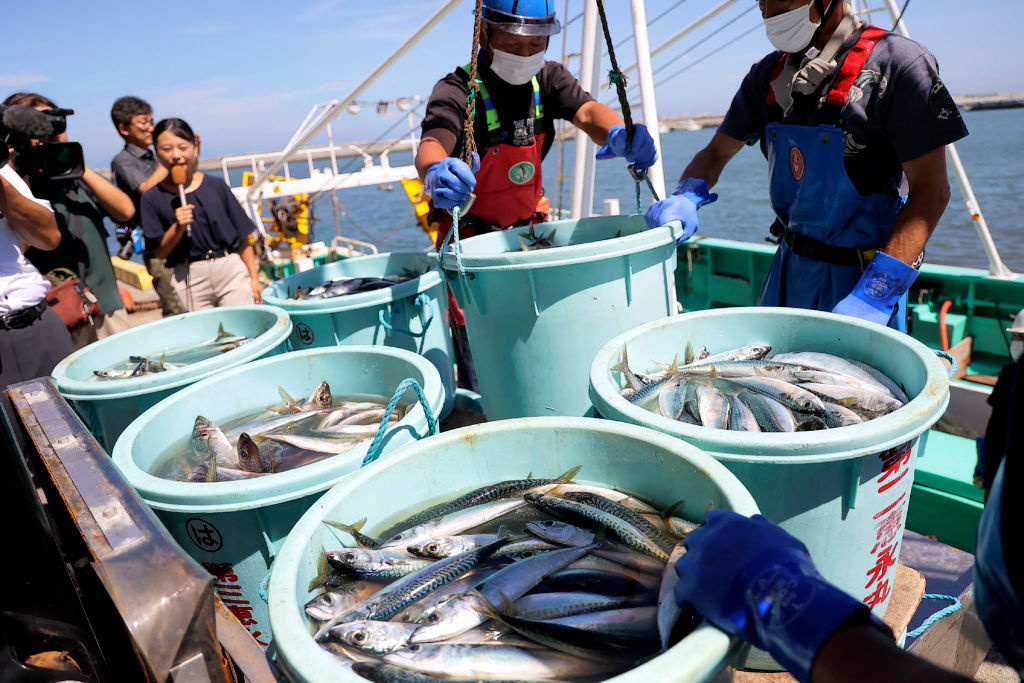 Overfishing in the Egyptian Mediterranean: A New Study Calls for Urgent ...
