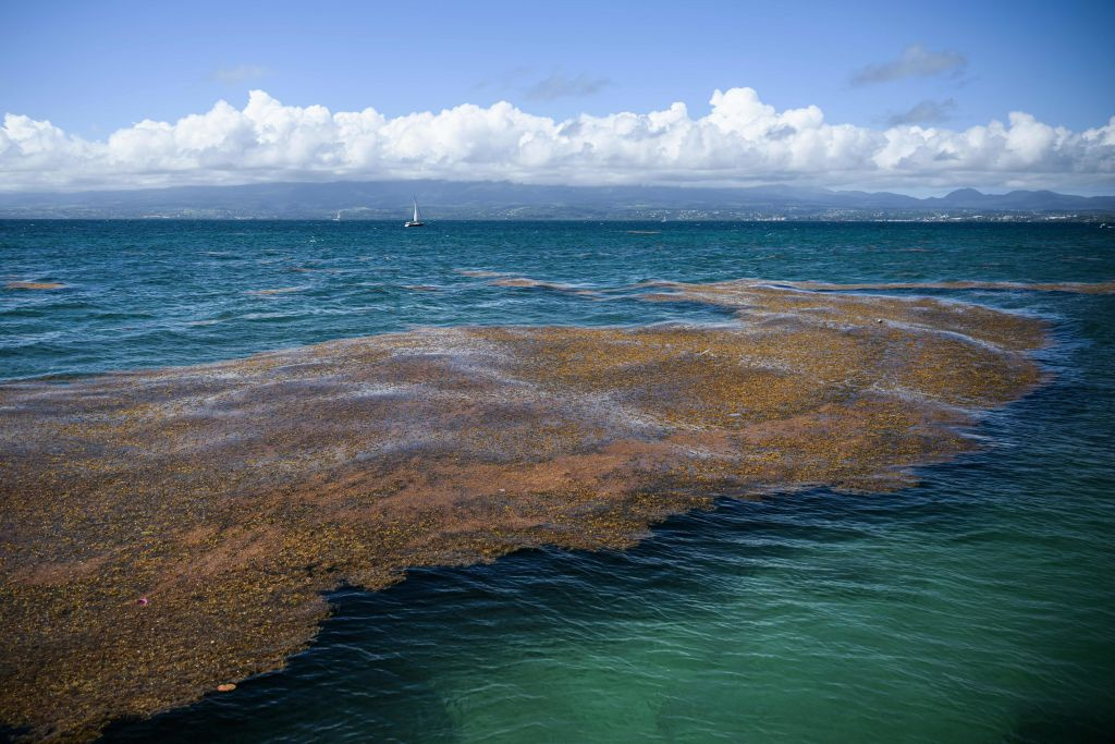 Seaweed Species Faces Increased Risk of Damage and Death From Ocean ...