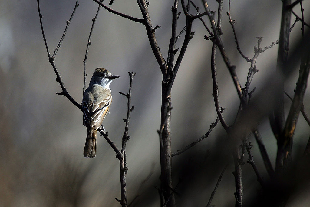 Song Birds Adjust Their Dopamine Levels According to Their Social Goals