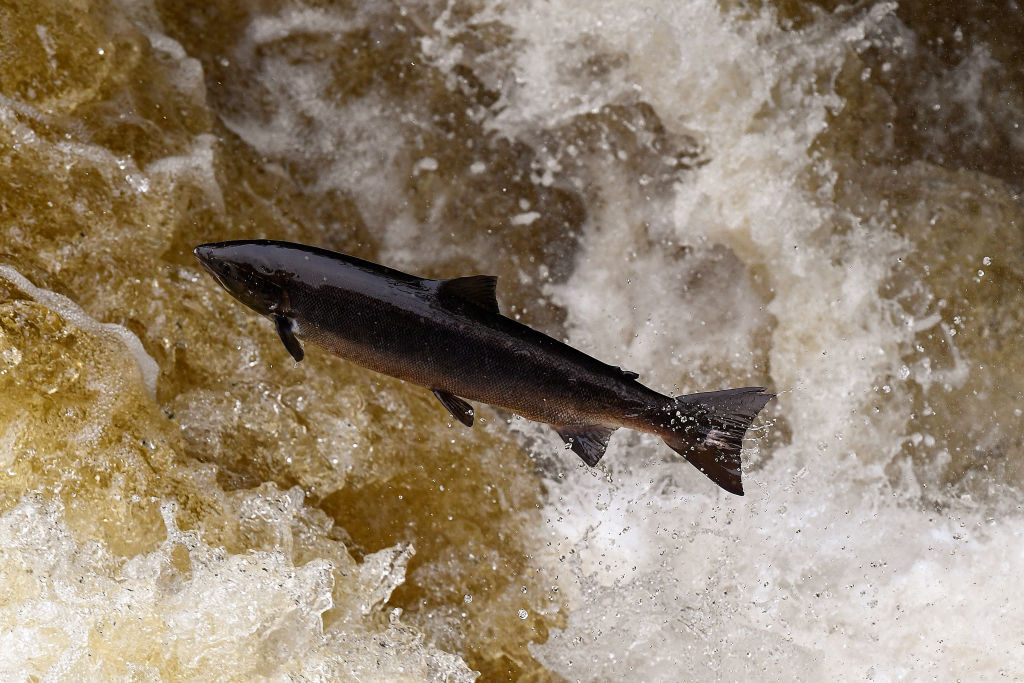 Arctic Salmon
