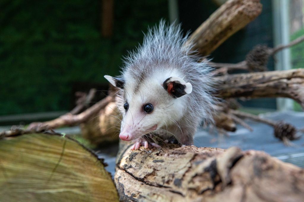 Feather-Tailed Possums Migrated From New Guinea to Australia Millions ...