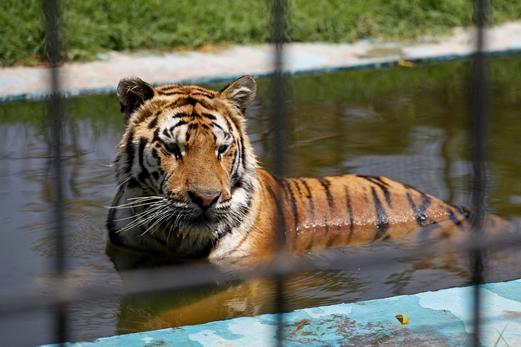 AI, Tiny Camera Traps and Captures Tiger Movements and Interactions for ...