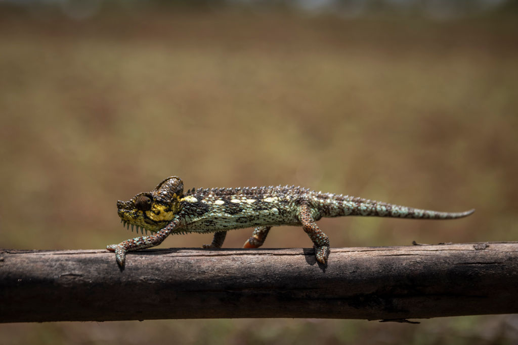Evolution of Lizards: A New Study Reveals the Patterns and Drivers of ...
