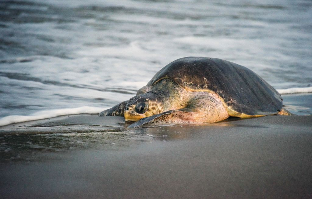 Rehabbed Turtles Are Fitted With Satellite Tags to Track Their Recovery ...