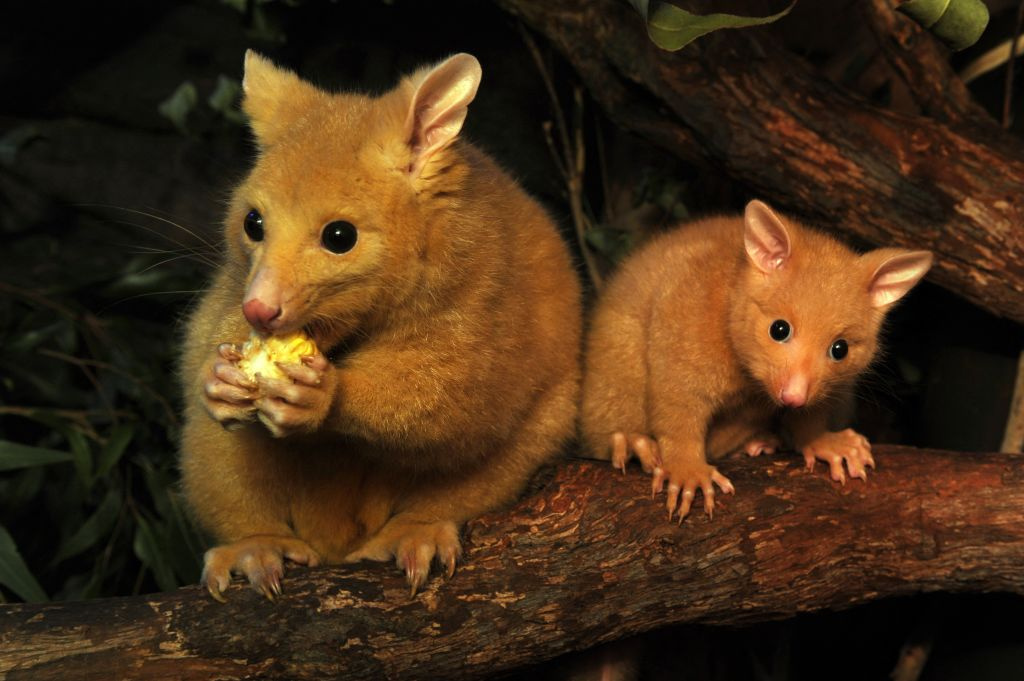 Brushtail Possum Genome Decoded: Implications for Conservation and Pest ...
