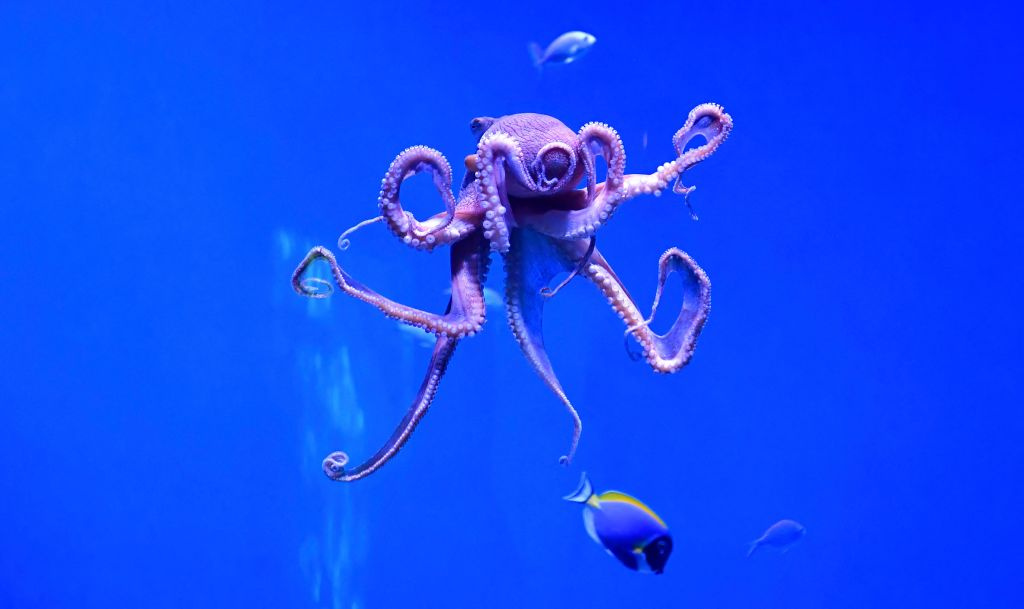 Octopus Genome Decoded: Scientists Reveal Chromosome-Level Map of ...