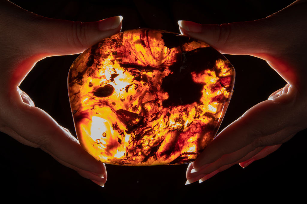 Ancient Jewel Wasps Found in Lebanese Amber Reveal Early Evolution of ...