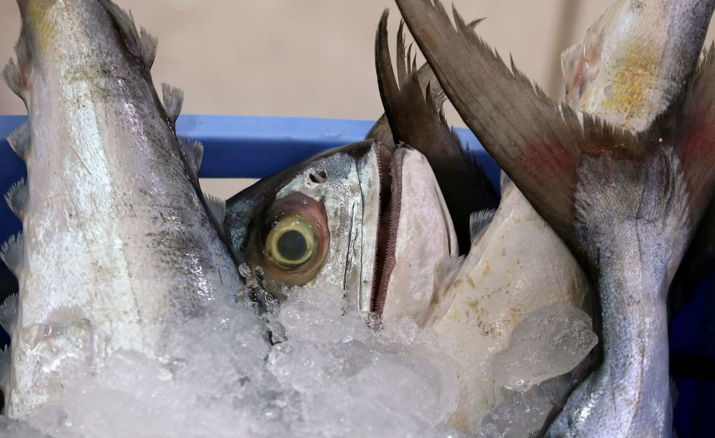 Tarpon Migration Patterns Revealed by Acoustic Tracking Network, Study