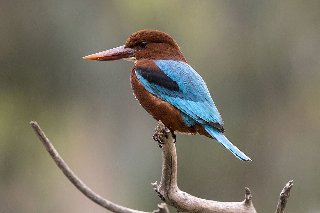 Guam Kingfishers, Struggle With Reproductive Diseases in Captivity ...