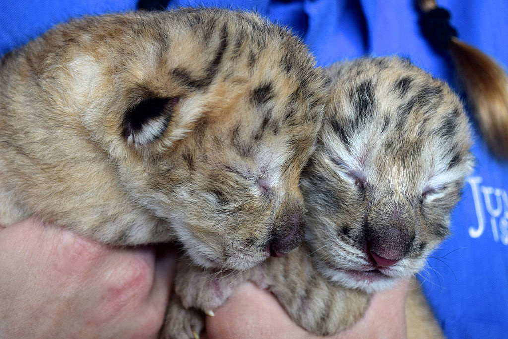 6 Extraordinary Hybrid Animals That Really Exist Around the World