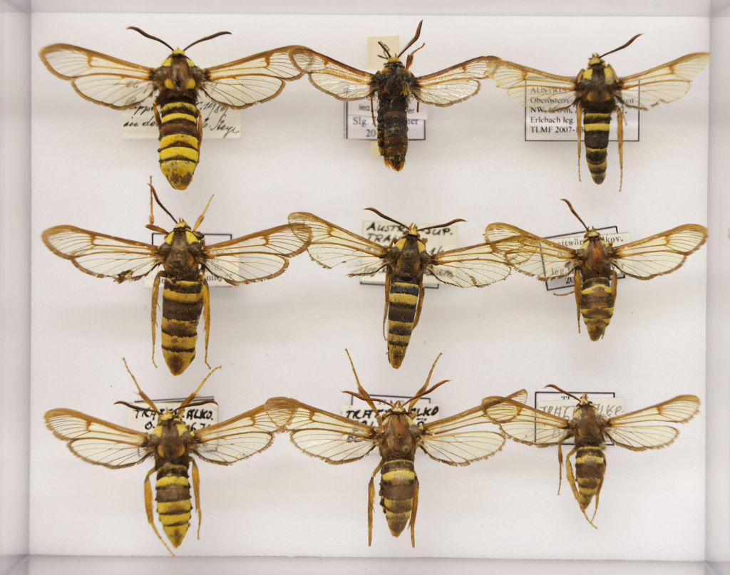 New ‘Alien’ Wasps Discovered by Scientists in Tropical Rainforest Using ...