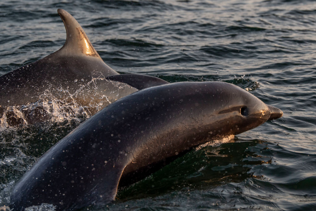 Dolphin Mothers Pass On Harmful Pollutants to Their Calves Through Milk ...